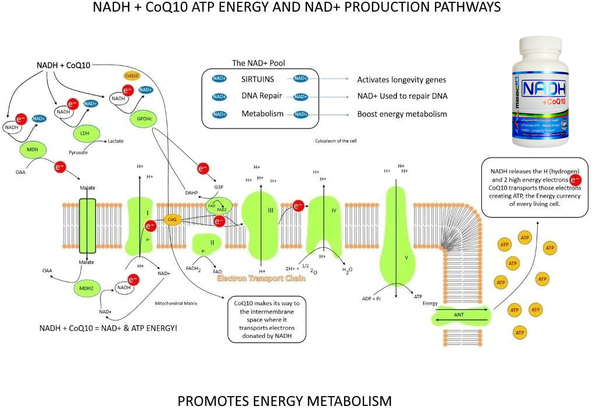 NADH Natural Fatigue & Energy Supplement - 50mg PANMOL NADH - Great Ta ...